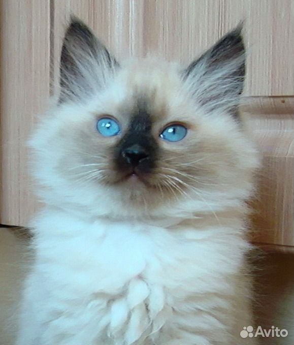 Нарядный невский маскарадный малыш. Питомник