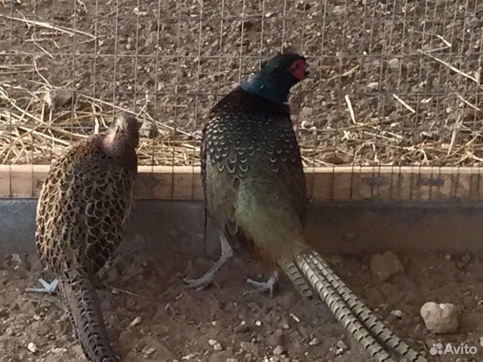 Румынские фазаны