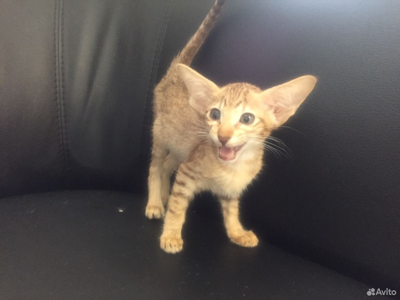 Ушастая Кнопочка