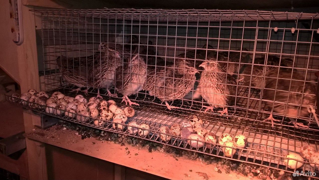 Перепела суточные, несушки,петухи