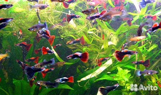 Аквариумные рыбы