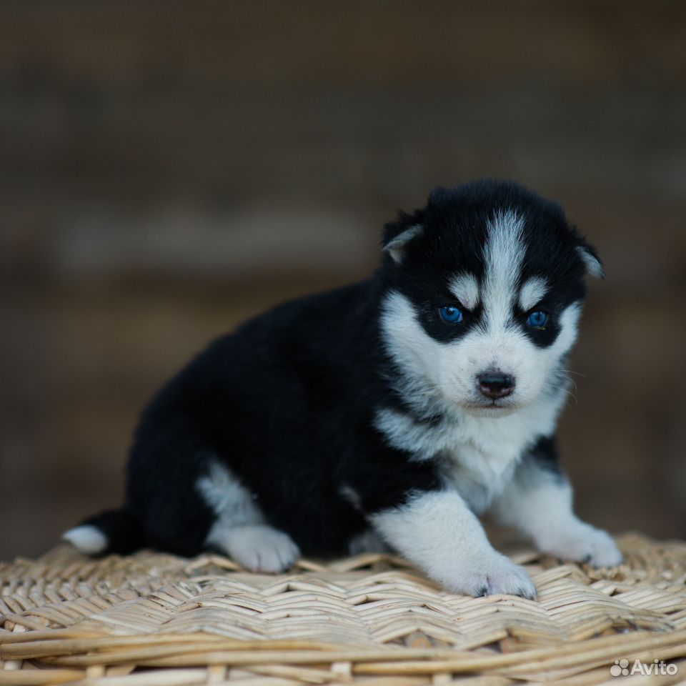 Очаровашки хасята