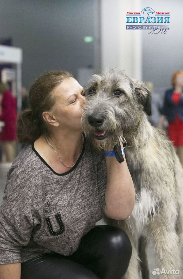 Шикарные щенки Ирландского Волкодава