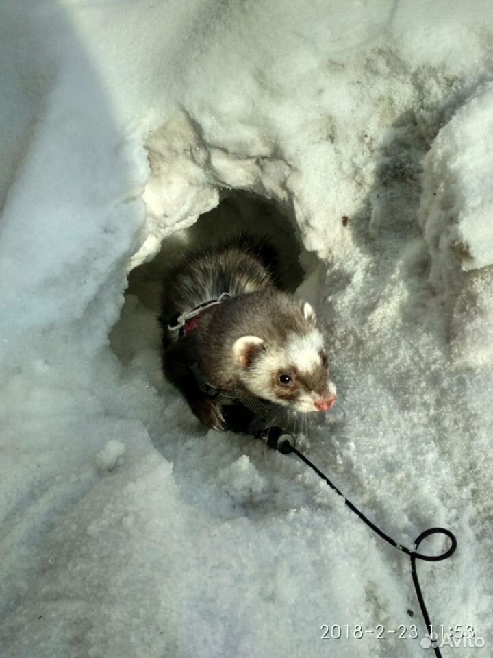 Хорек с документами