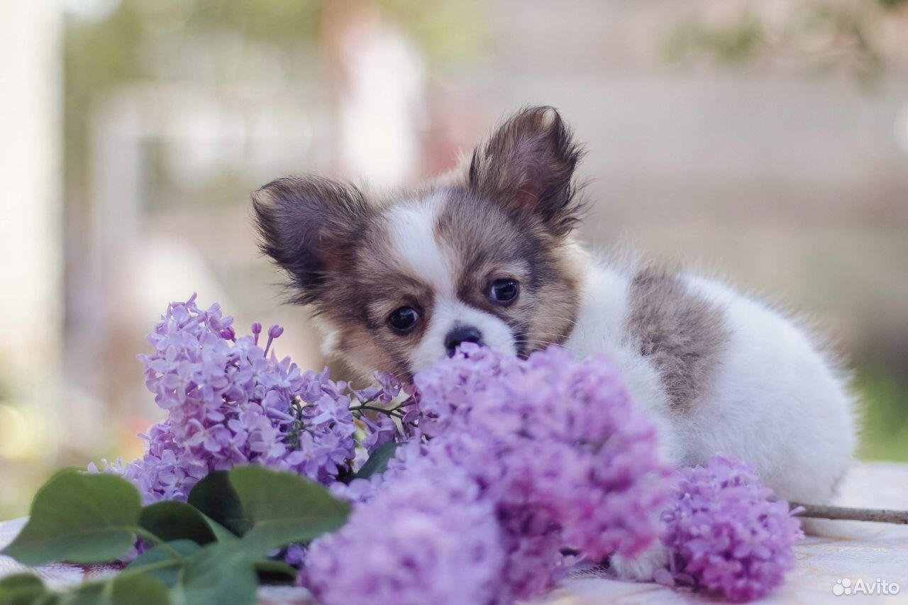 Длинница чишка