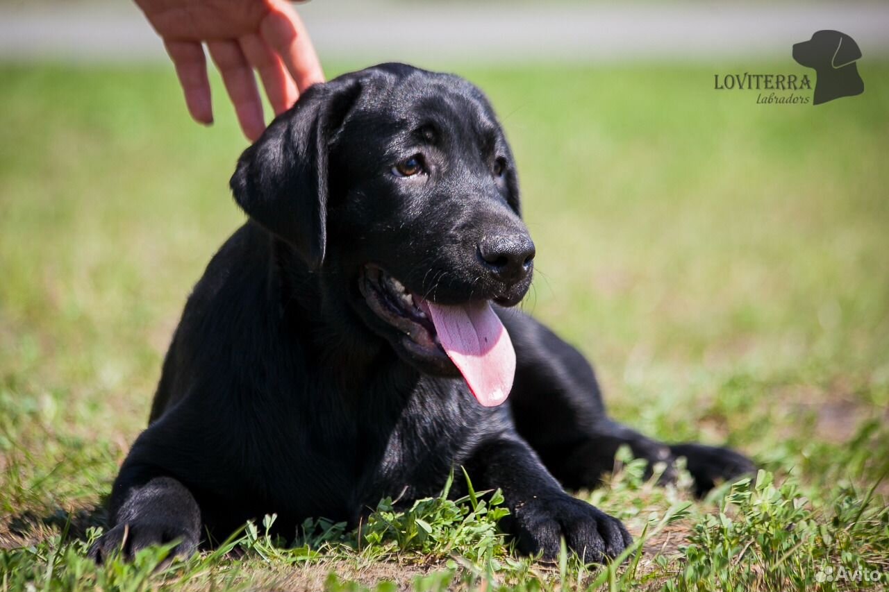 Лабрадор чёрная брюнетка