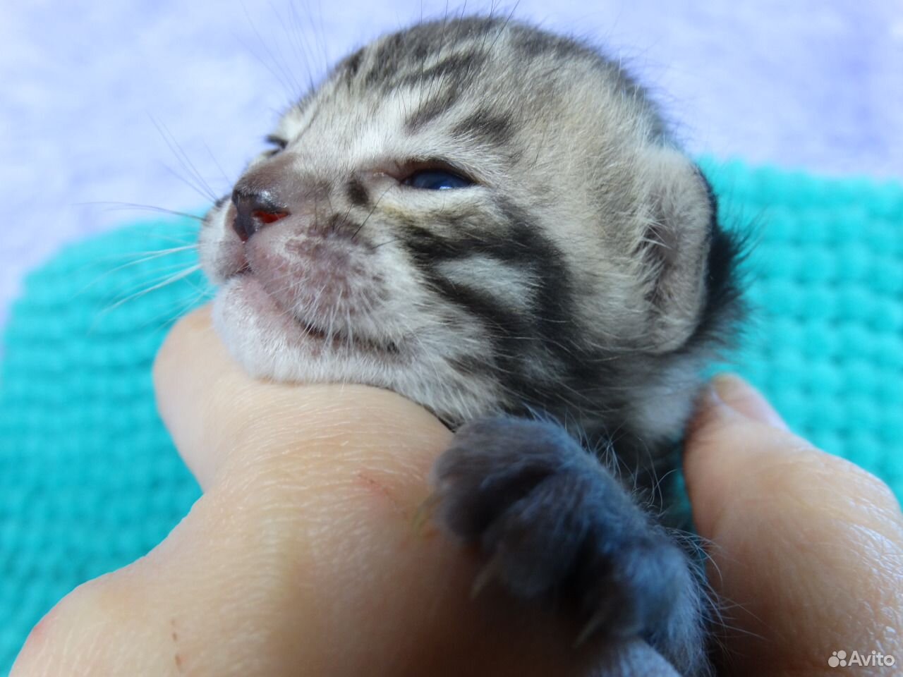 Девочка бенгальская браун окраса