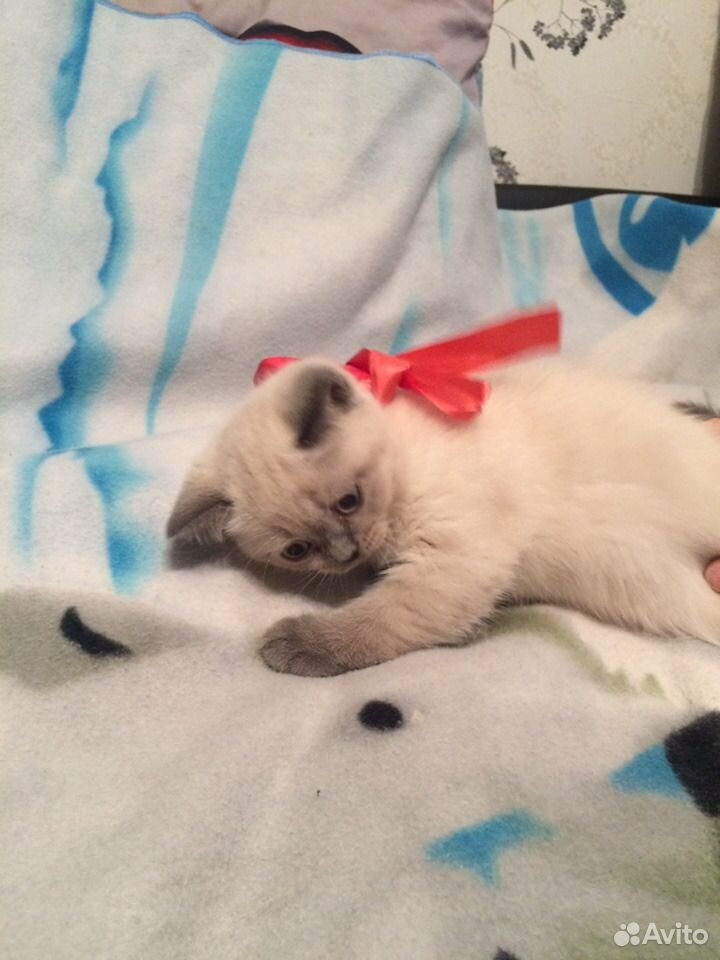 Продаём очаровательную девочку британку