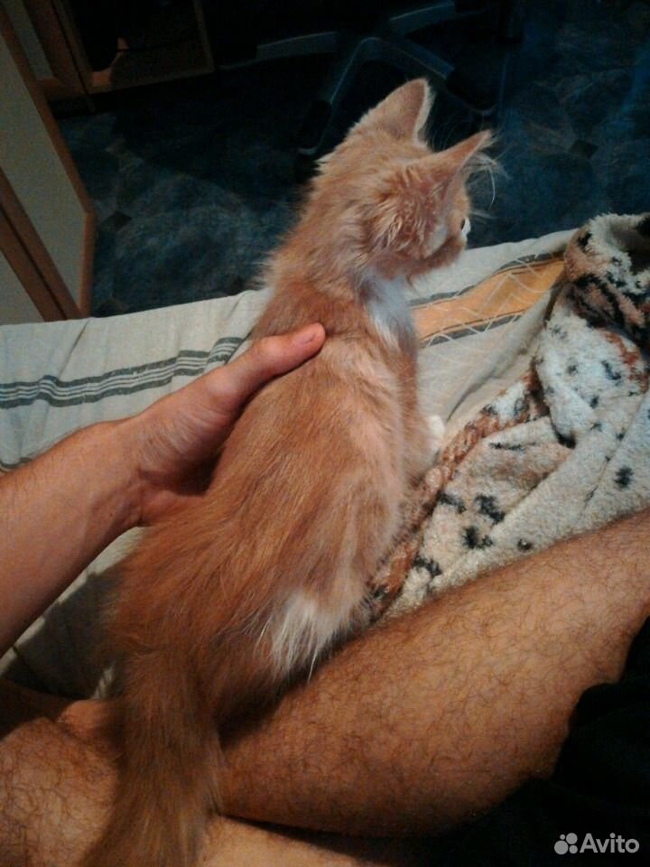 Котенок в добрые руки