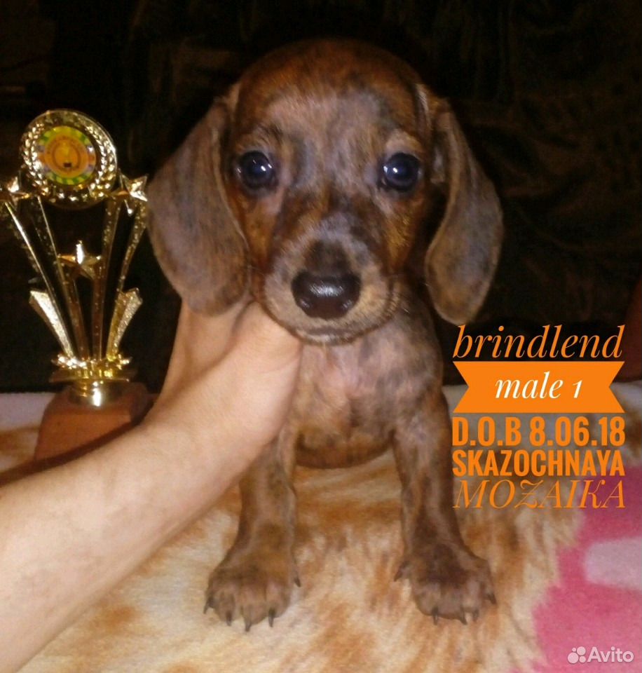 Кроль/мини тигровые таксята