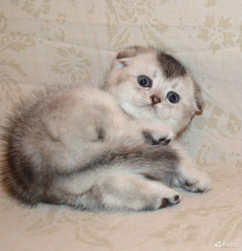 Котята