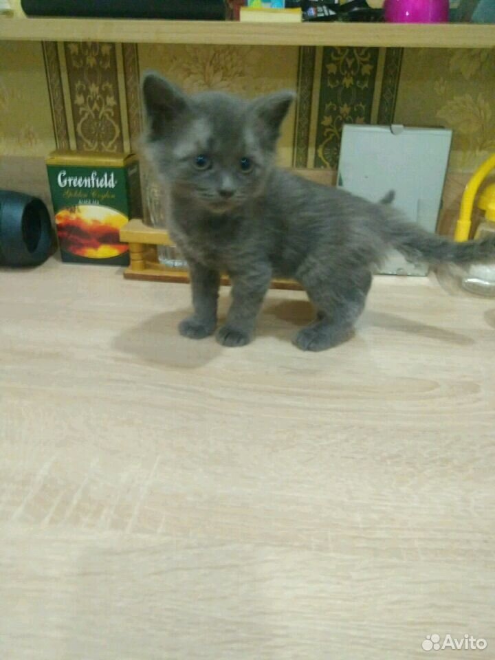 Котенок