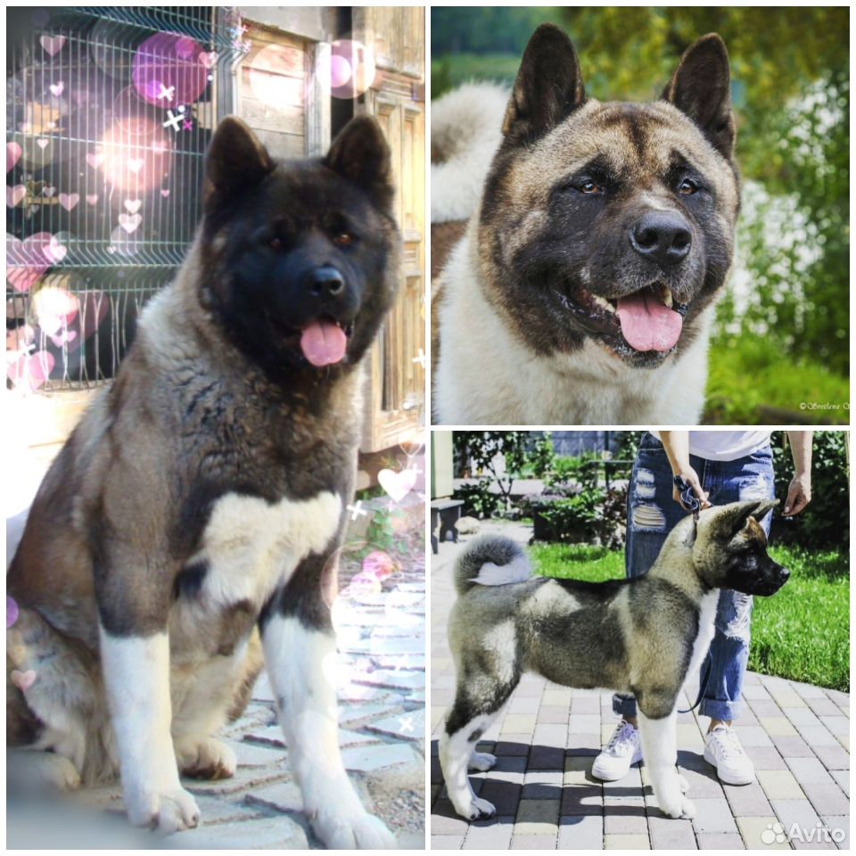 Американская акита щенок