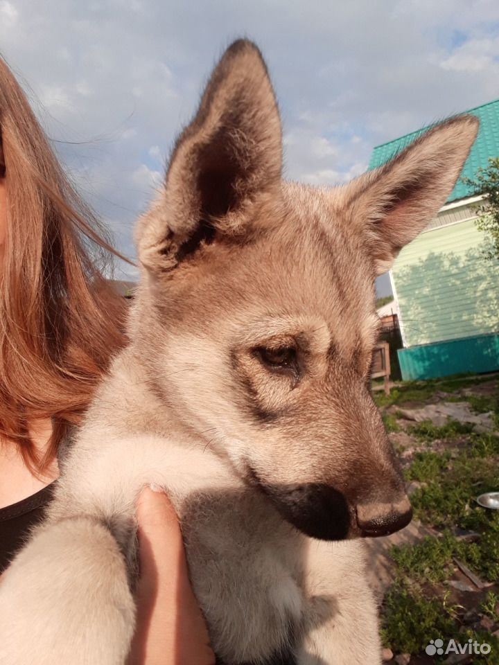 Отдам щенков хаски