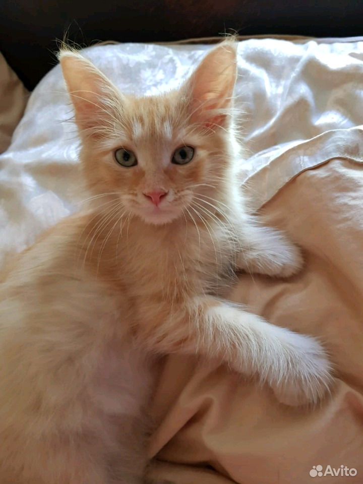 Рыже-персиковый котенок мальчик 2мес