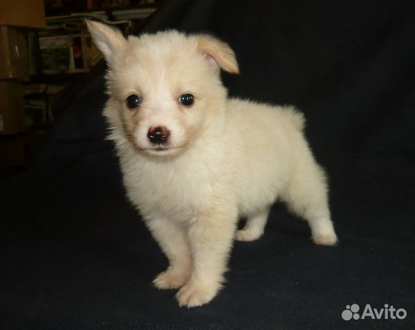 Метис шпица мальчик