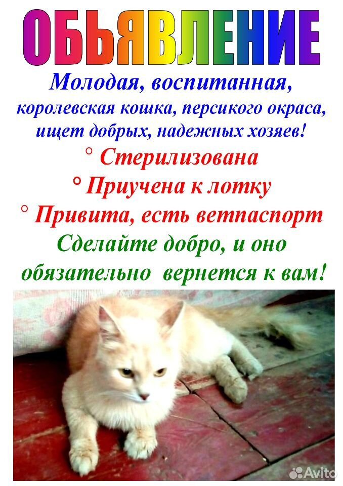 Сибирская, королевская кошка ищет дом