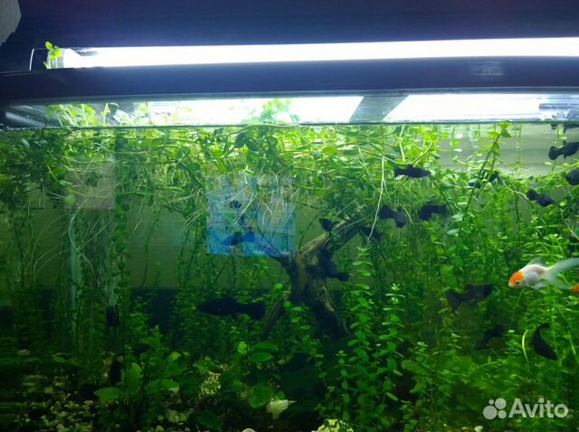 Прополка бакопа каролинская