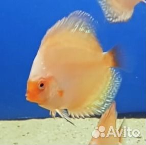 Discus pearl (Дискус Жемчужный)