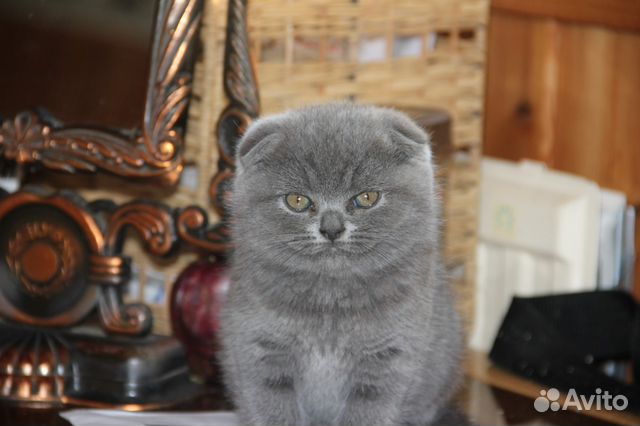 Вислоухие шотландские котята