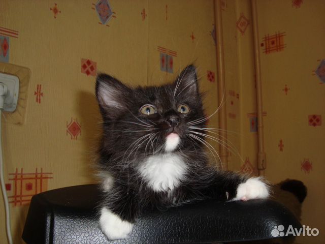 Весёлые, плюшевые котята ищут дом
