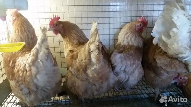Куры Мини-мясные, Леггорн карликовый(В-33)