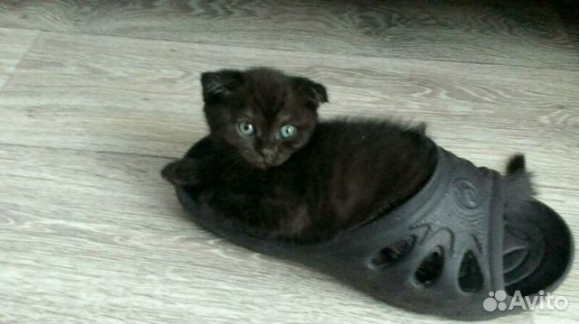 Котятки британцы