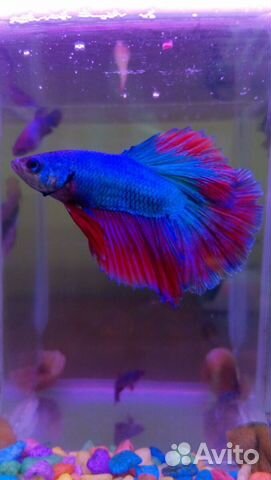 Рыбки петушки