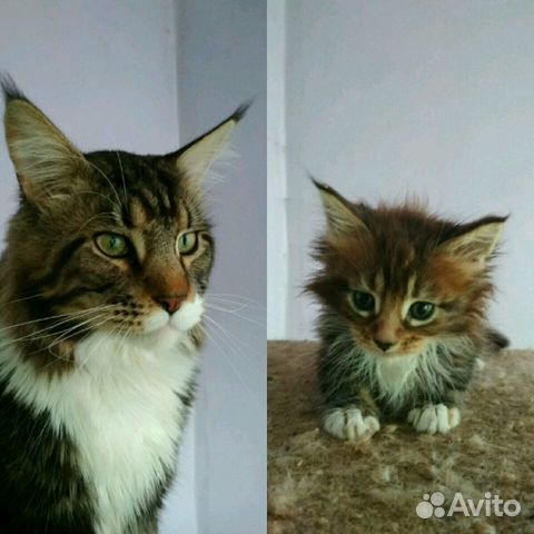 Классные коты