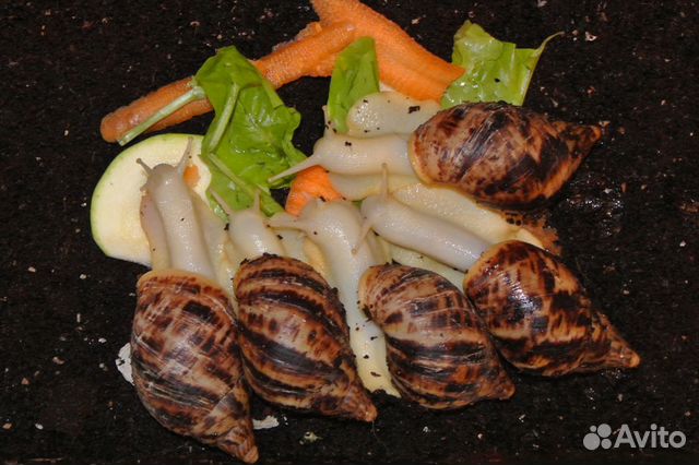 Продаются улитки Ахатины