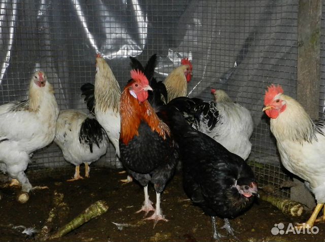 Петухи разные