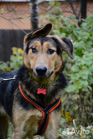 В дар добрым людям замечательная собака Ричик