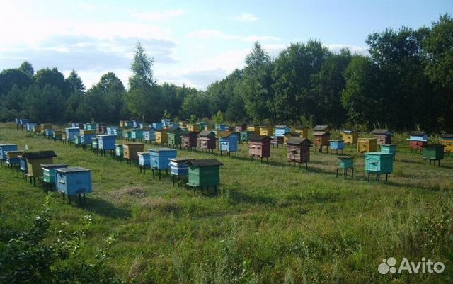 Пчелопакеты Бакфаст и Карника