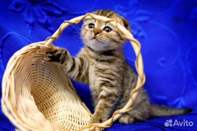 Котенок вислоухий мальчик