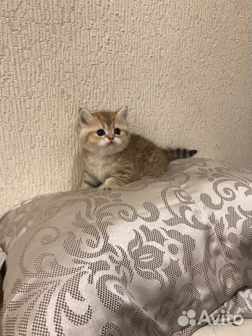 Золотой мальчишка