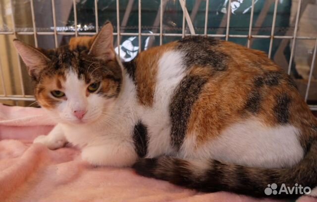 Кира 10мес (приют Шкода)