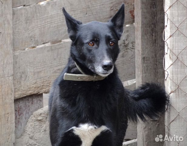 Неуловимая Няша