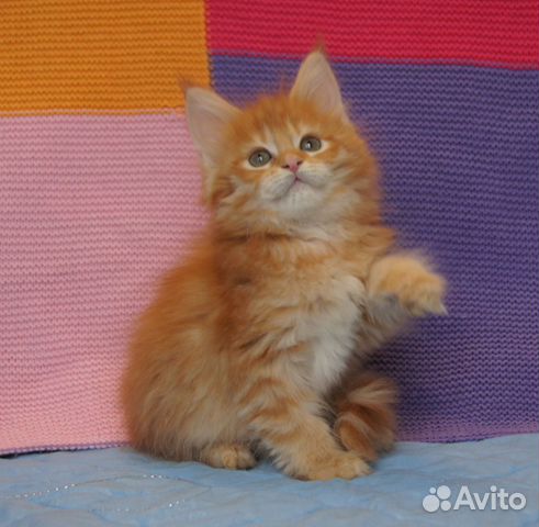 Невероятное чудо Мейн-Кун