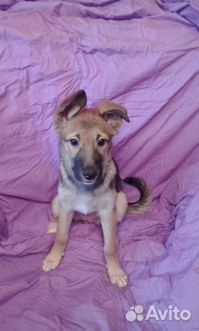 Щенок Мелисса в добрые руки