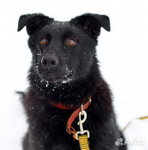 Умнейший внимательный щенок, 11 мес