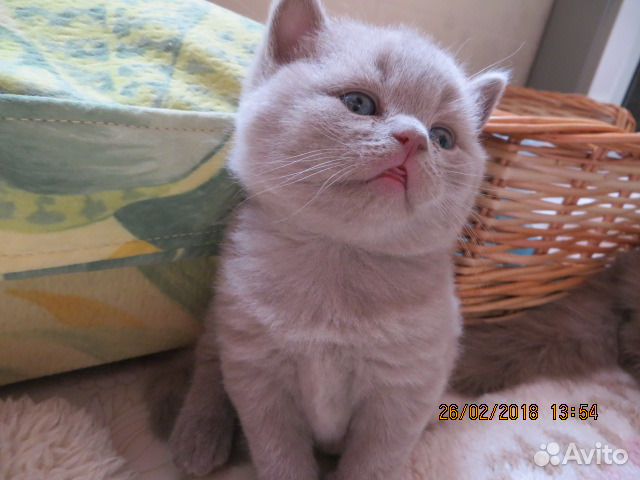 Британские котята из питомника с документами
