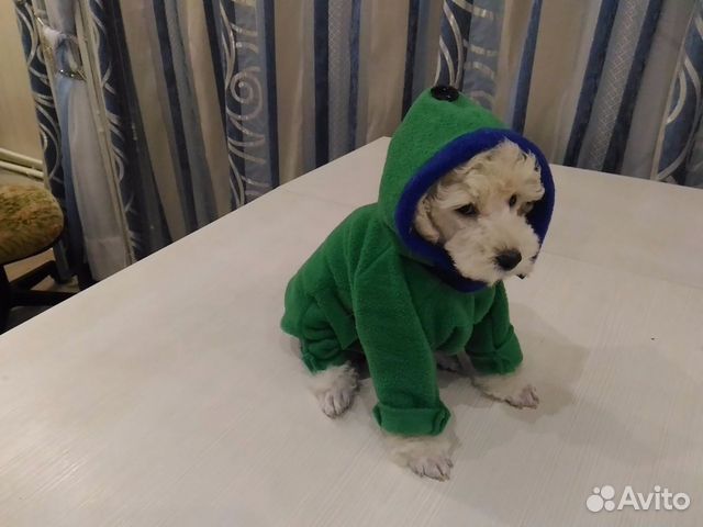 Той-пудель, белый