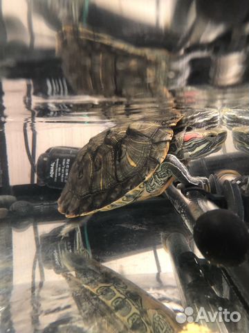 Красноухая Черепаха