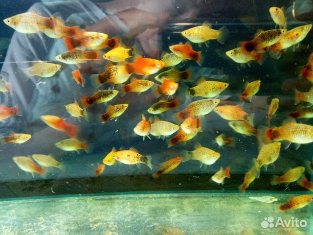 Пецилия ассорти