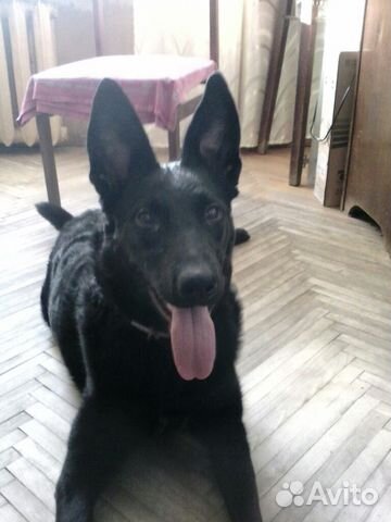 Метис лабрадора-овчарки (девочка)