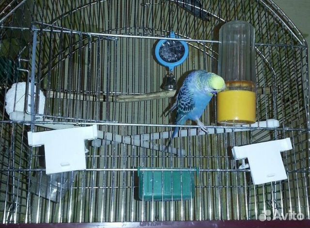 Волнистый попугай (самочки)