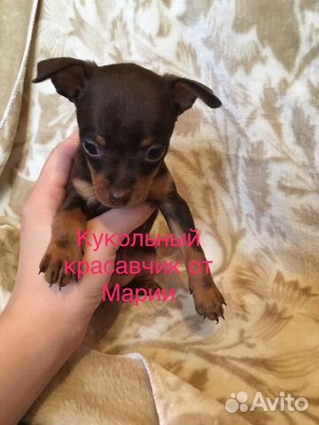 Кукольные щенки Русского тоя