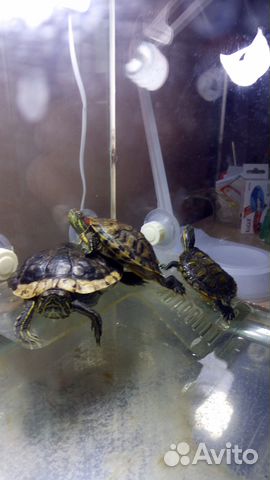 Отдам красноухих черепашек