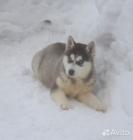 Хаски всех окрасов