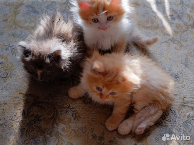 Сверхпушистые котята